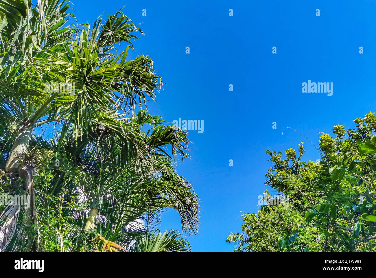 Tropical natural mexican palm trees with coconuts and blue sky ...
