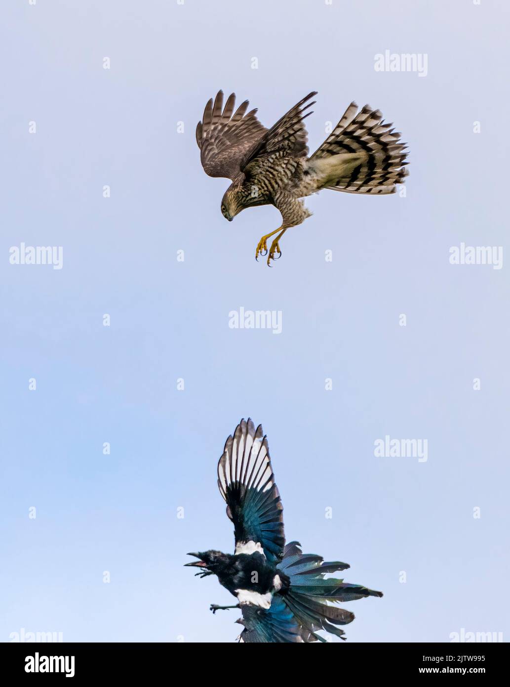 Fuglebilde hi-res stock photography and images - Alamy
