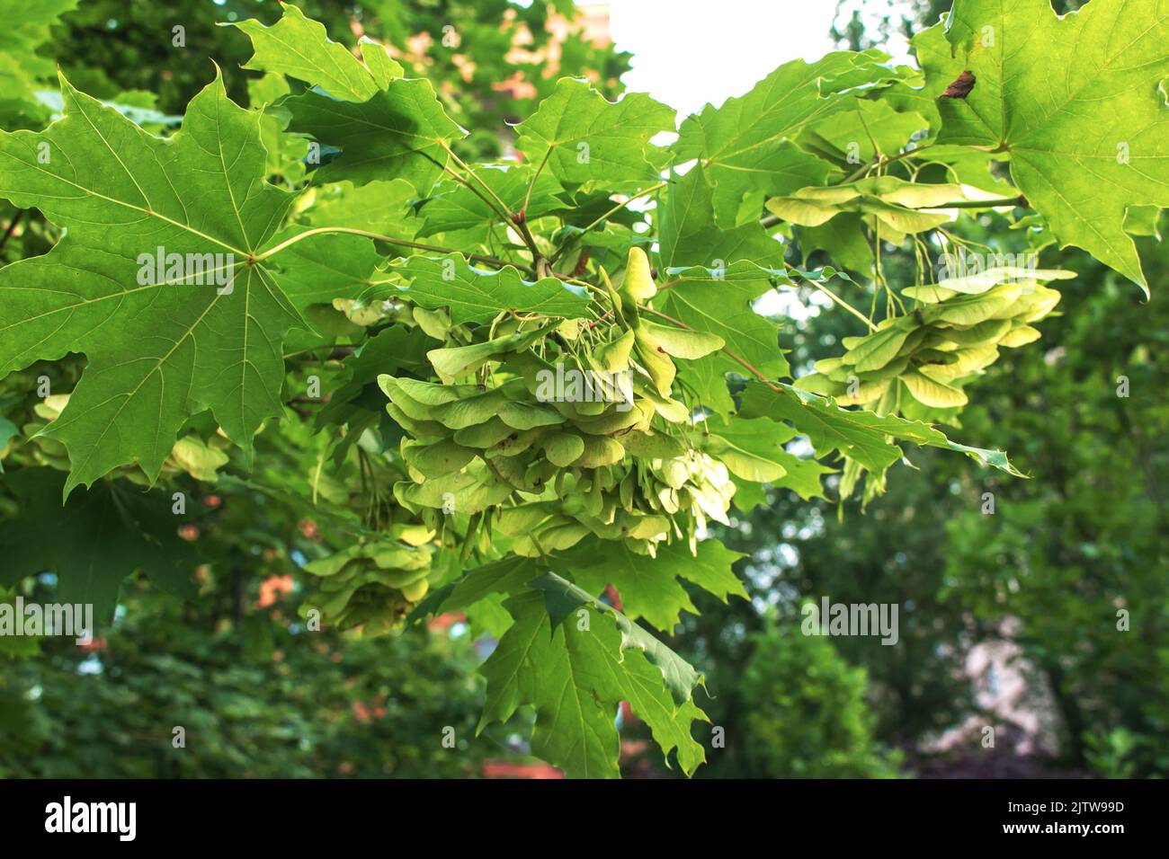 Linden tree flowers clusters tilia cordata, europea, small-leaved lime ...