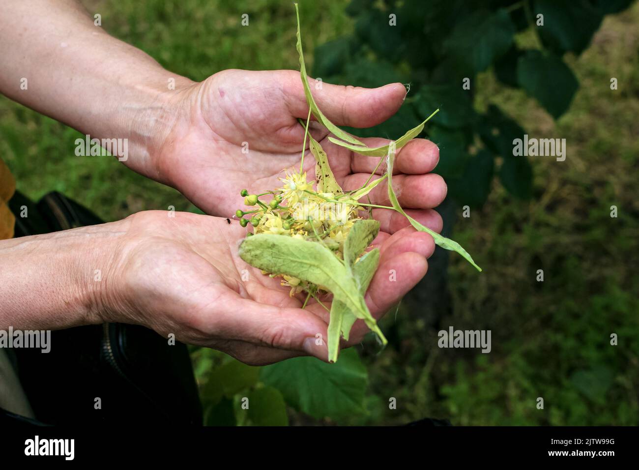 Hands of an aged woman with a handful of healing linden flowers ...