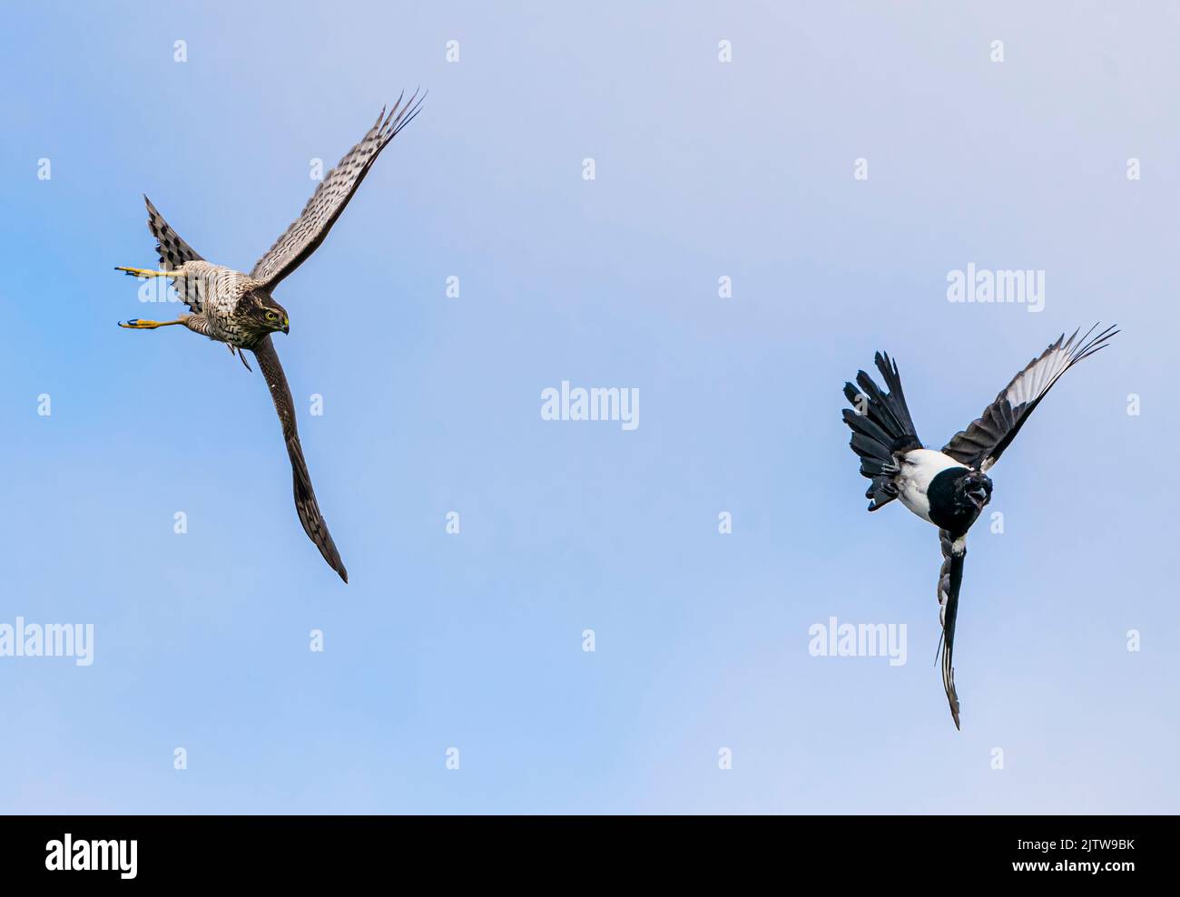 Sparrow hawk hunting and being chased Stock Photo - Alamy