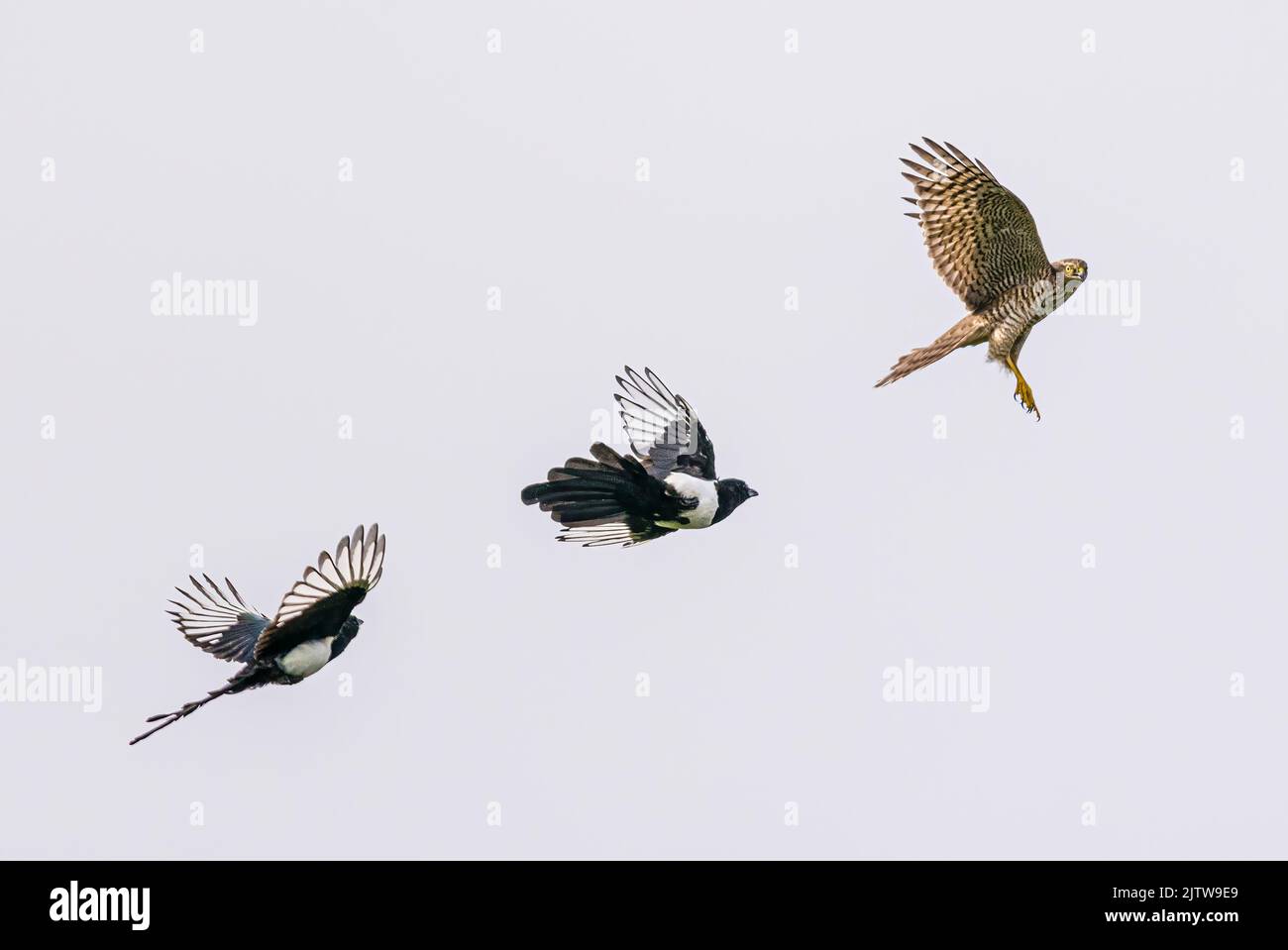 Being chased hi-res stock photography and images - Alamy