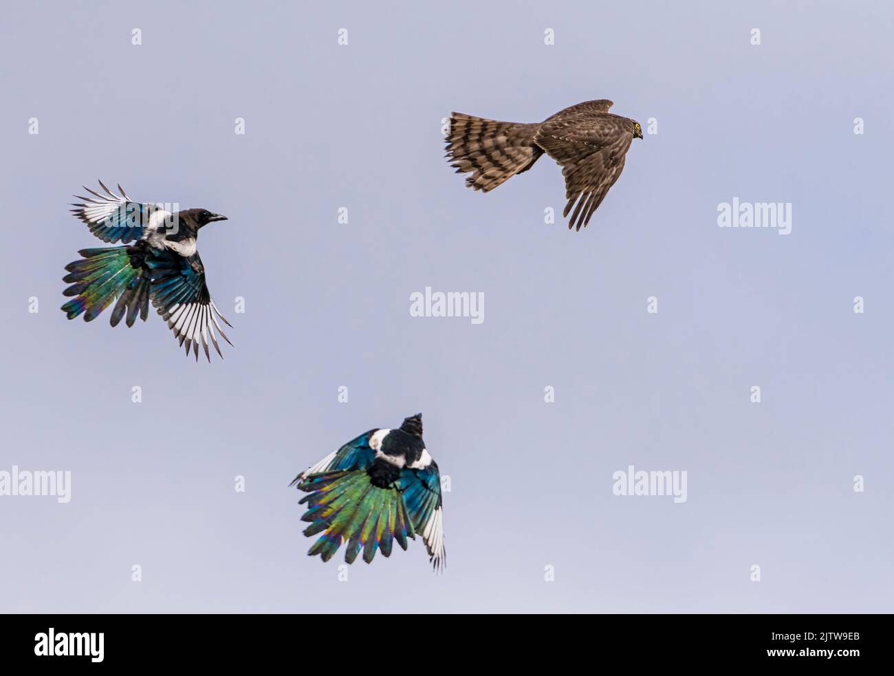 Sparrow hawk hunting and being chased Stock Photo - Alamy