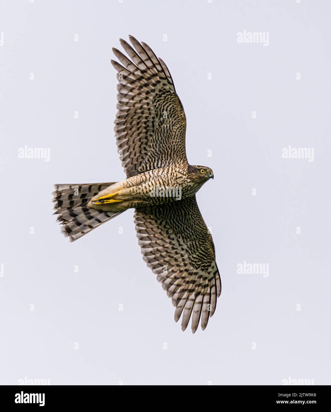 Skjor hi-res stock photography and images - Alamy