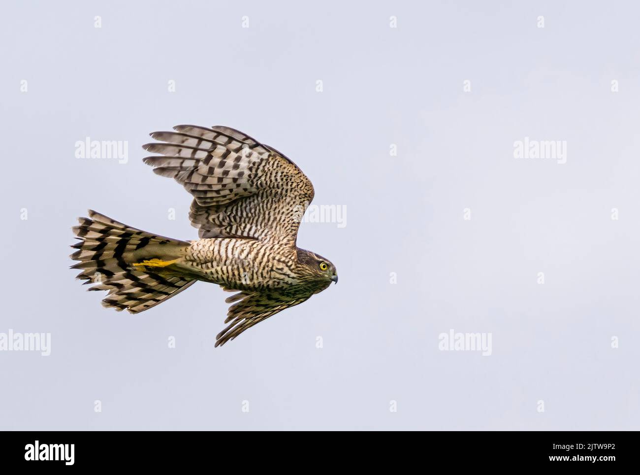 Sparrow hawk hunting and being chased Stock Photo - Alamy