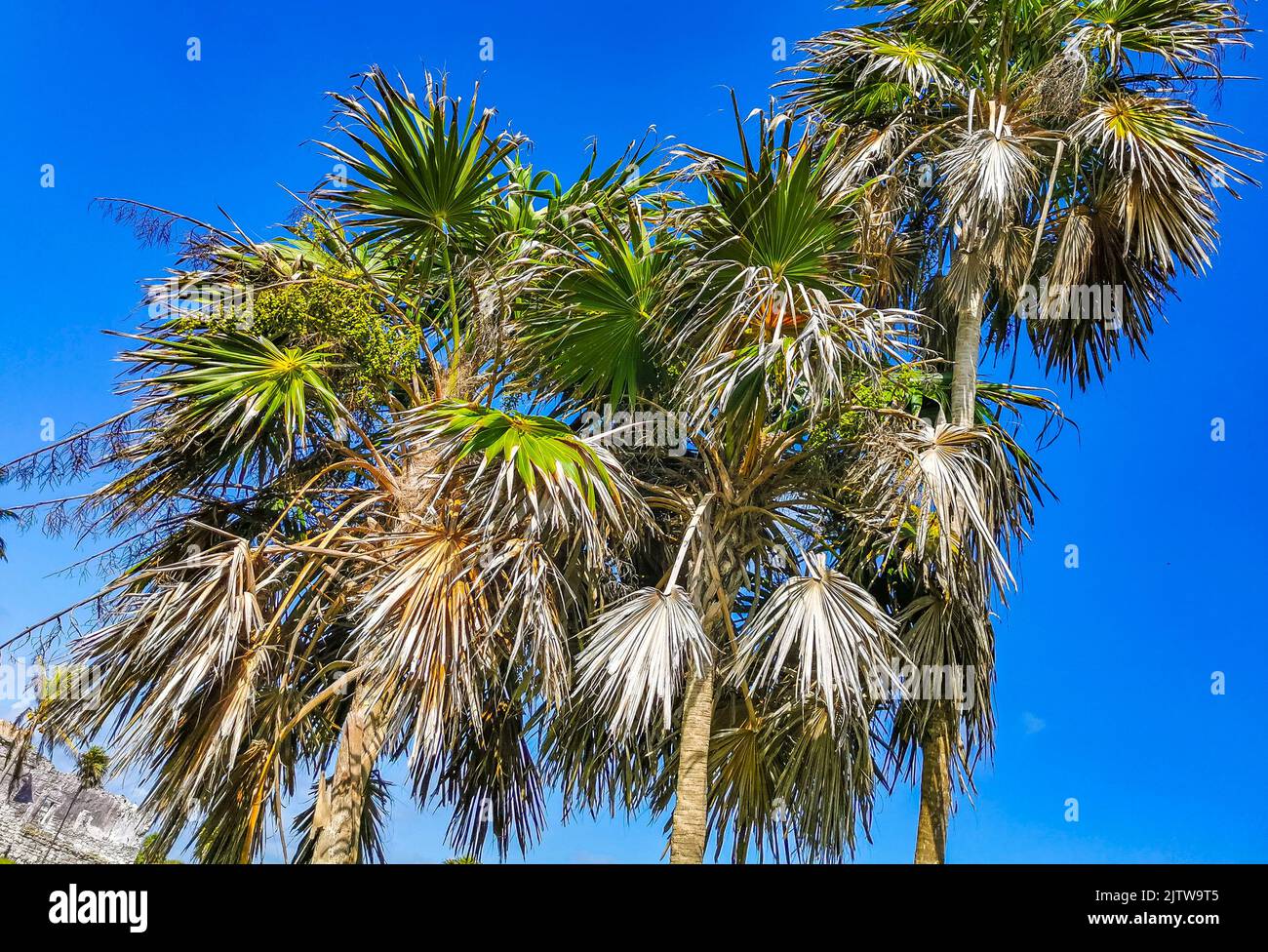 Tropical natural mexican palm trees with coconuts and blue sky ...