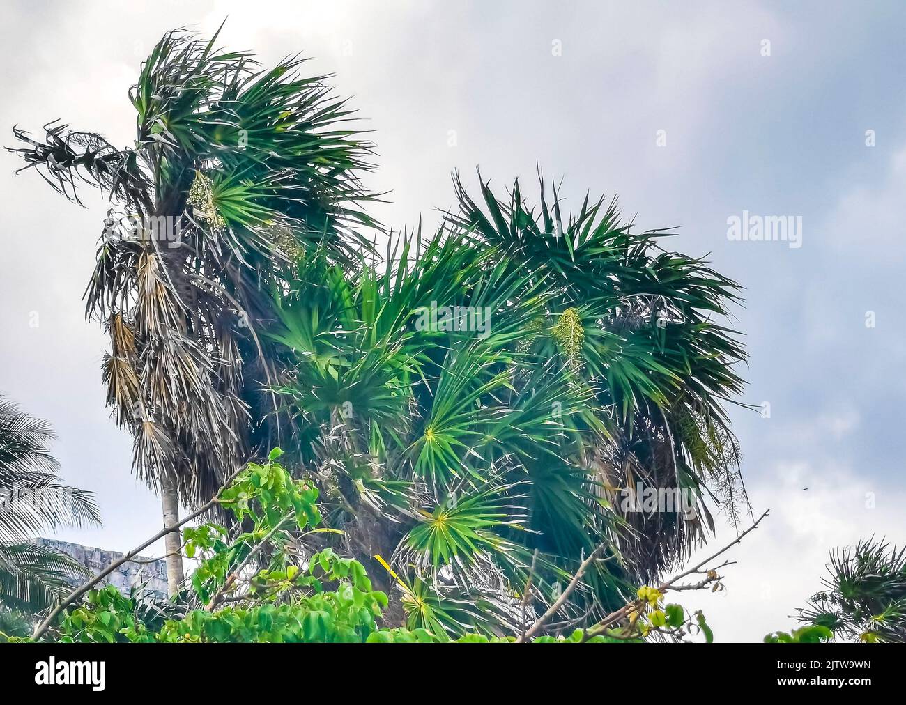 Tropical natural mexican palm trees with coconuts and blue sky ...