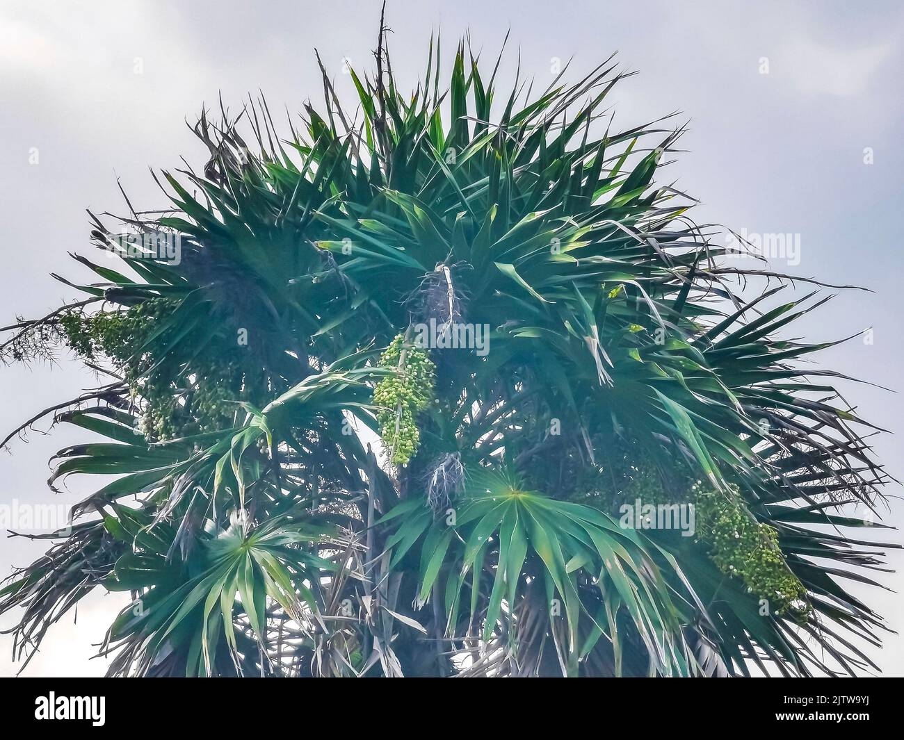 Tropical natural mexican palm tree with coconuts and blue sky ...