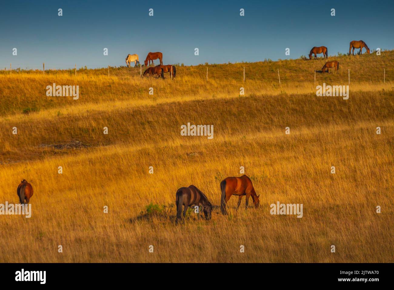 Southern yellow cattle hi-res stock photography and images - Alamy