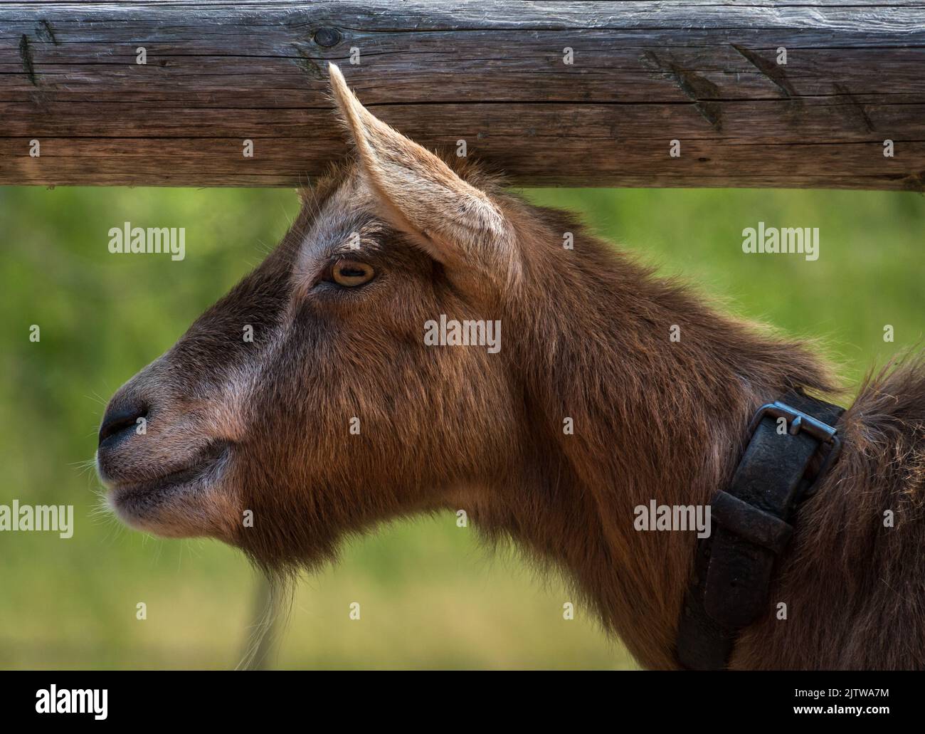 A side profile of a brown goat Stock Photo - Alamy