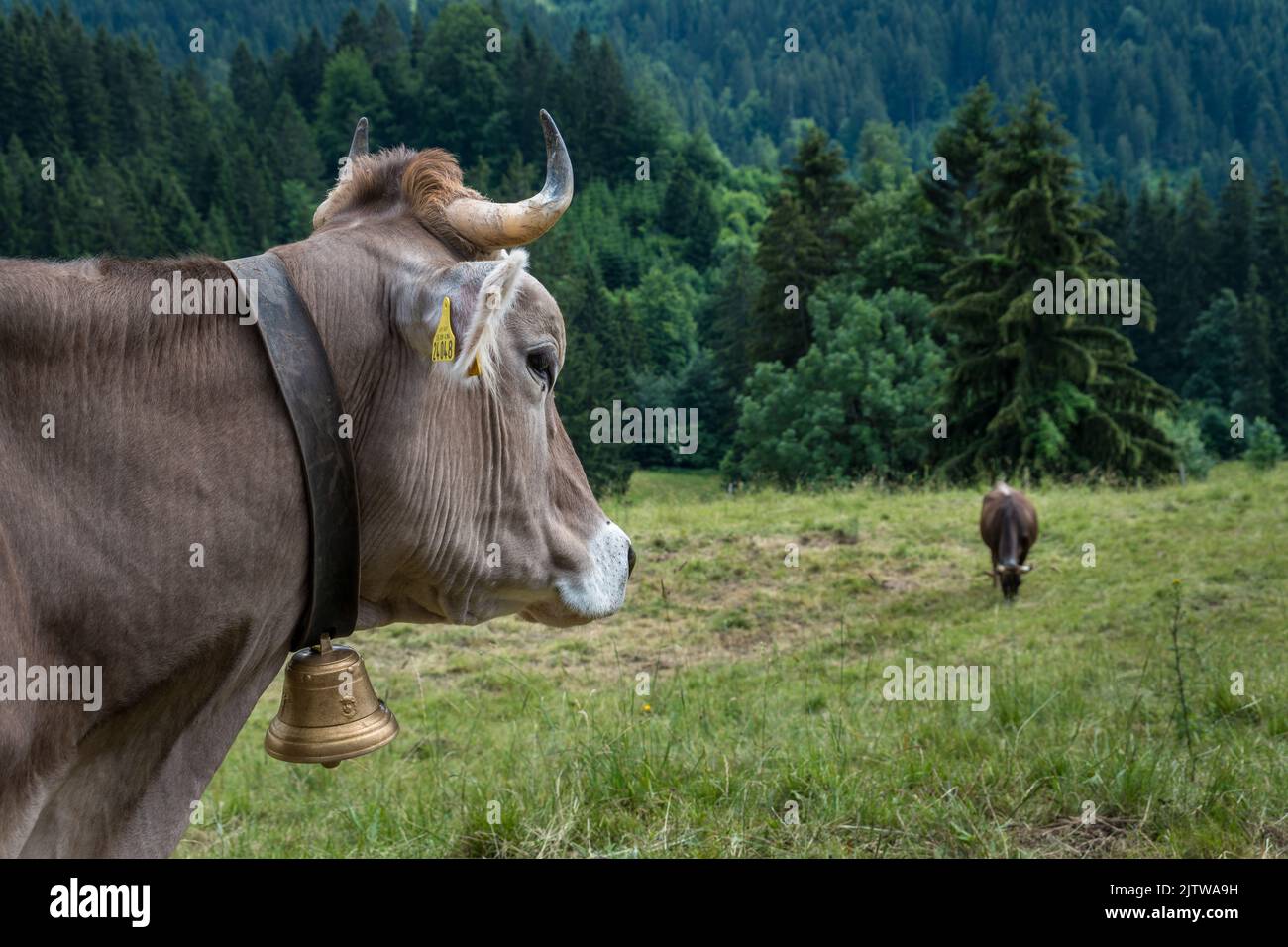 Bull head profile hi-res stock photography and images - Alamy