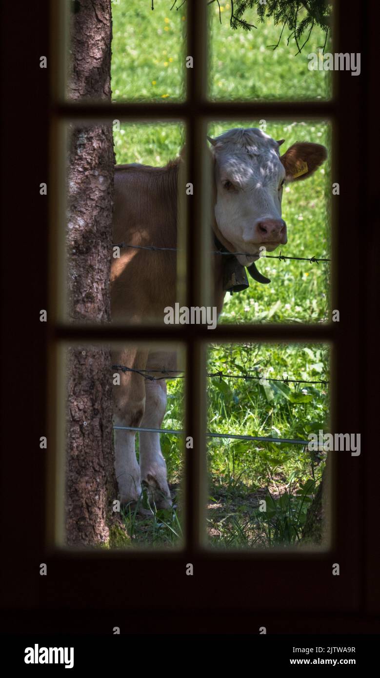 A brown cow photographed through a window glass, vertical Stock Photo ...