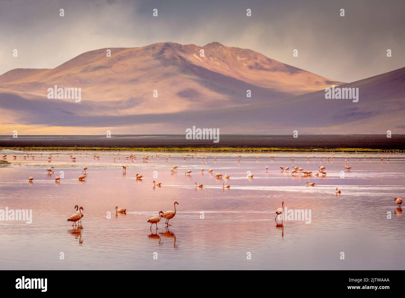 Chilean flamingos and Laguna Colorada, Red Lagoon, in Altiplano of ...