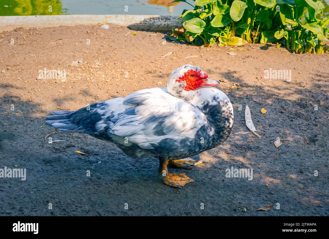 Male musk duck hi-res stock photography and images - Alamy