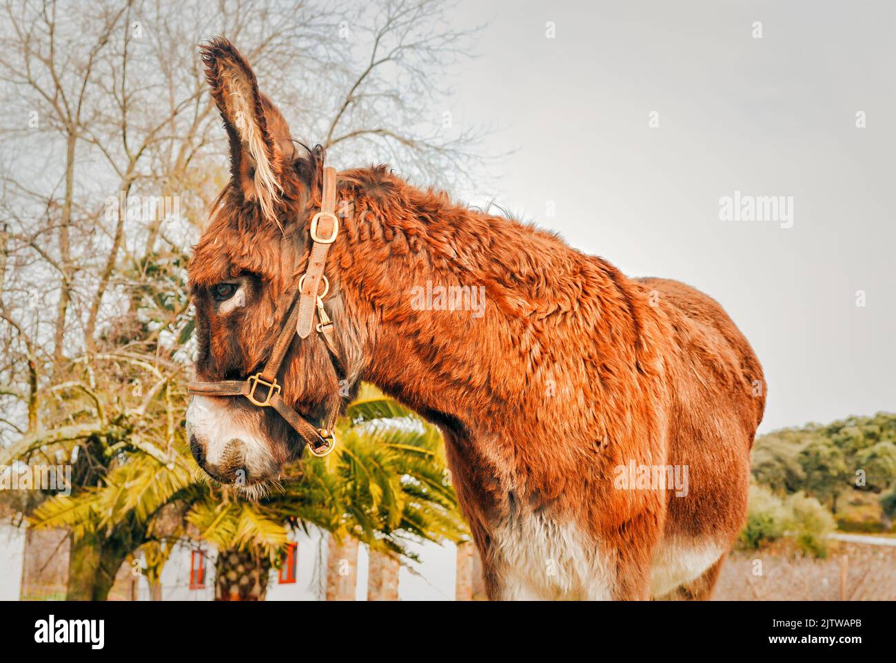 Sad donkey hi-res stock photography and images - Alamy