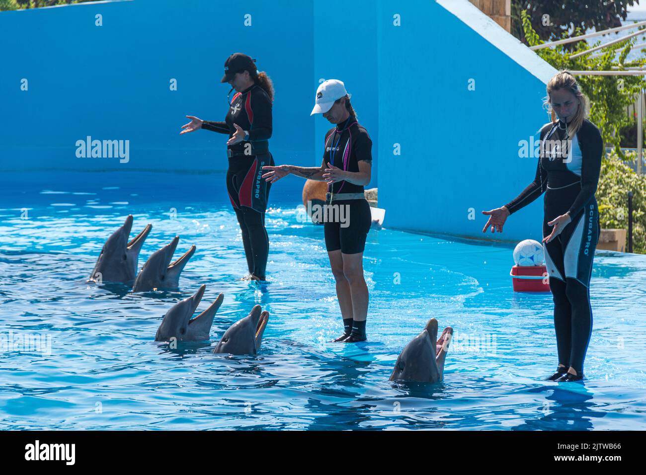 Working with dolphins dolphin sea life mammals hi-res stock photography ...
