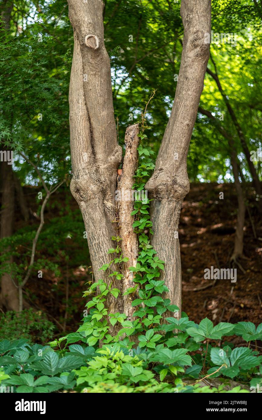 A vertical shot of a forked tree in a forest in daylight Stock Photo ...