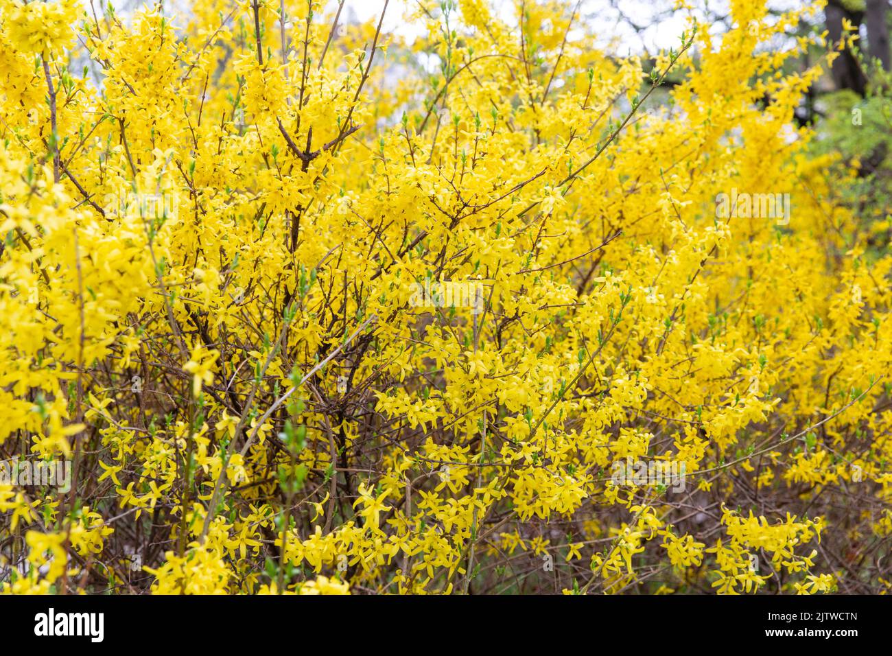 forsythia bush with yellow flowers in garden Stock Photo - Alamy