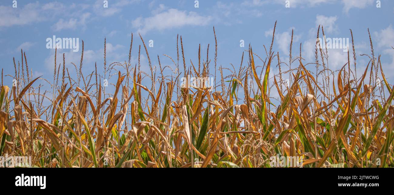 Champs de maïs hi-res stock photography and images - Alamy