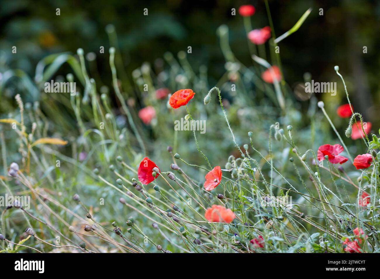beautiful poppy flowers in summer garden Stock Photo - Alamy