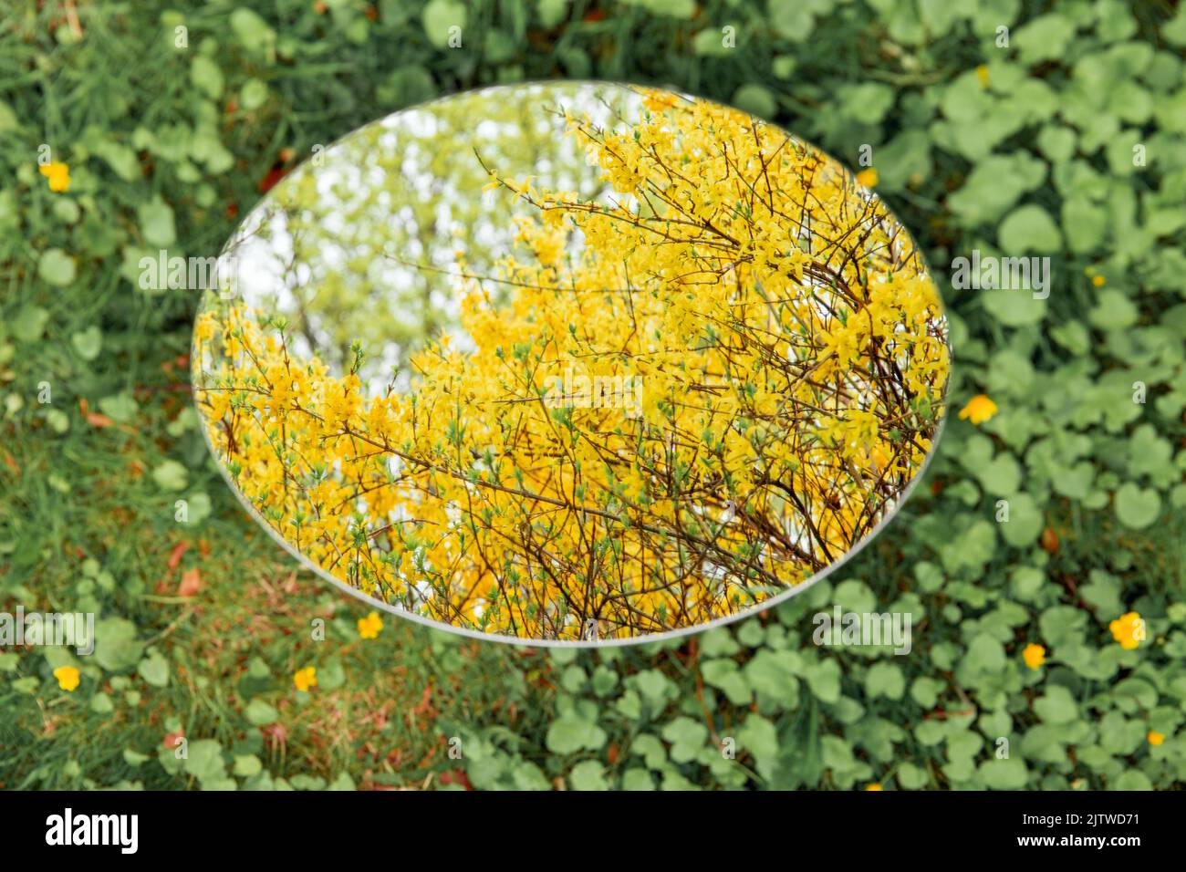 forsythia bush reflection in round mirror Stock Photo - Alamy