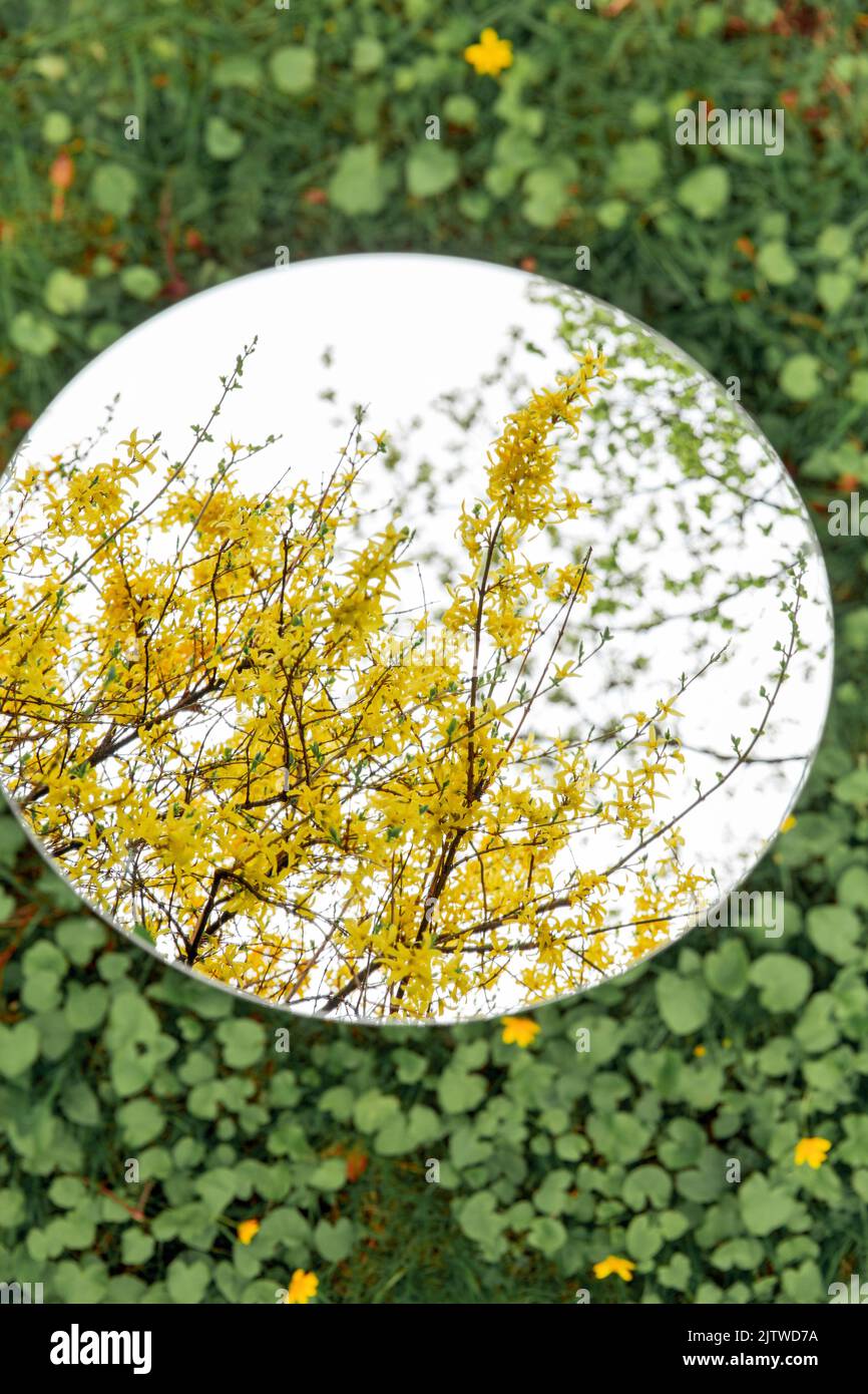 forsythia bush reflection in round mirror Stock Photo - Alamy