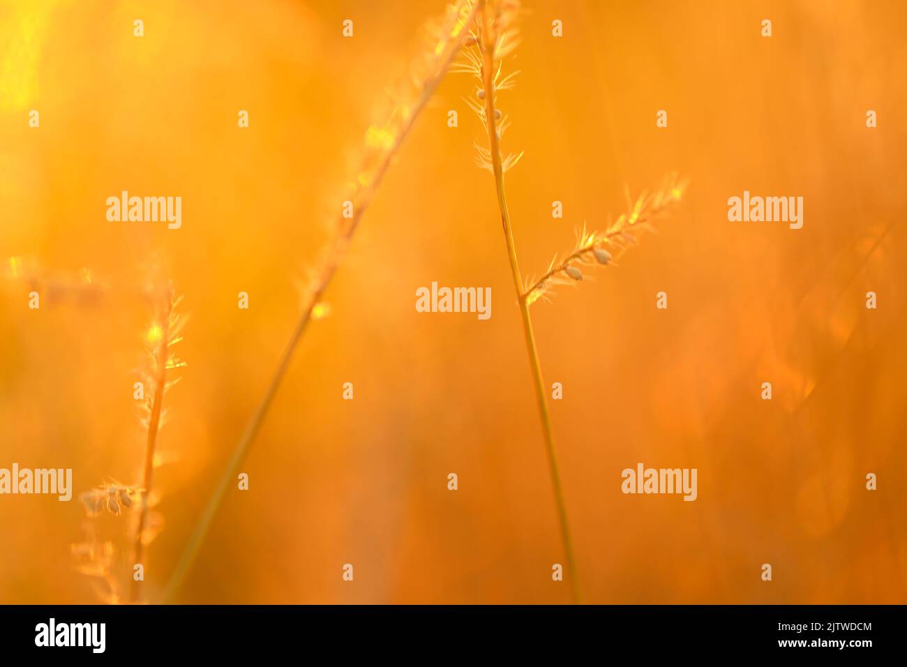 Grass macro texture.template herbal background in warm orange colors ...