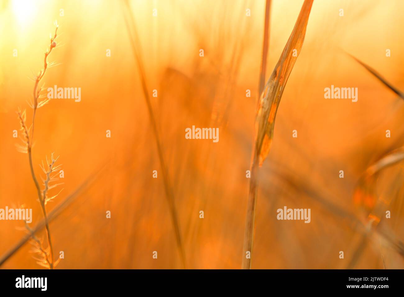 herbalAutumn nature background. Field grass stems in Autumn sunset ...