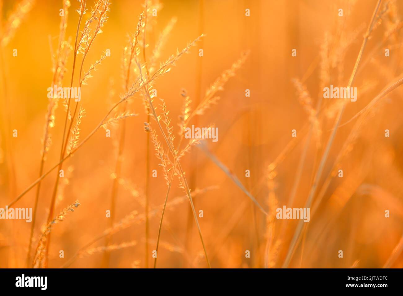 Grass texture.template herbal background in warm orange colors. Autumn ...