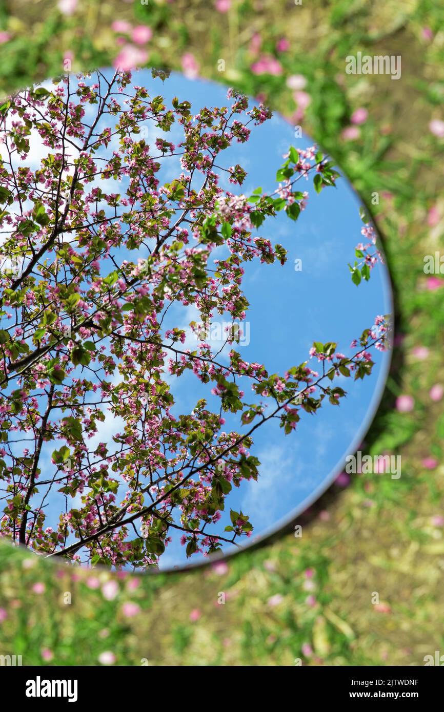 cherry tree blossoms reflection in round mirror Stock Photo - Alamy