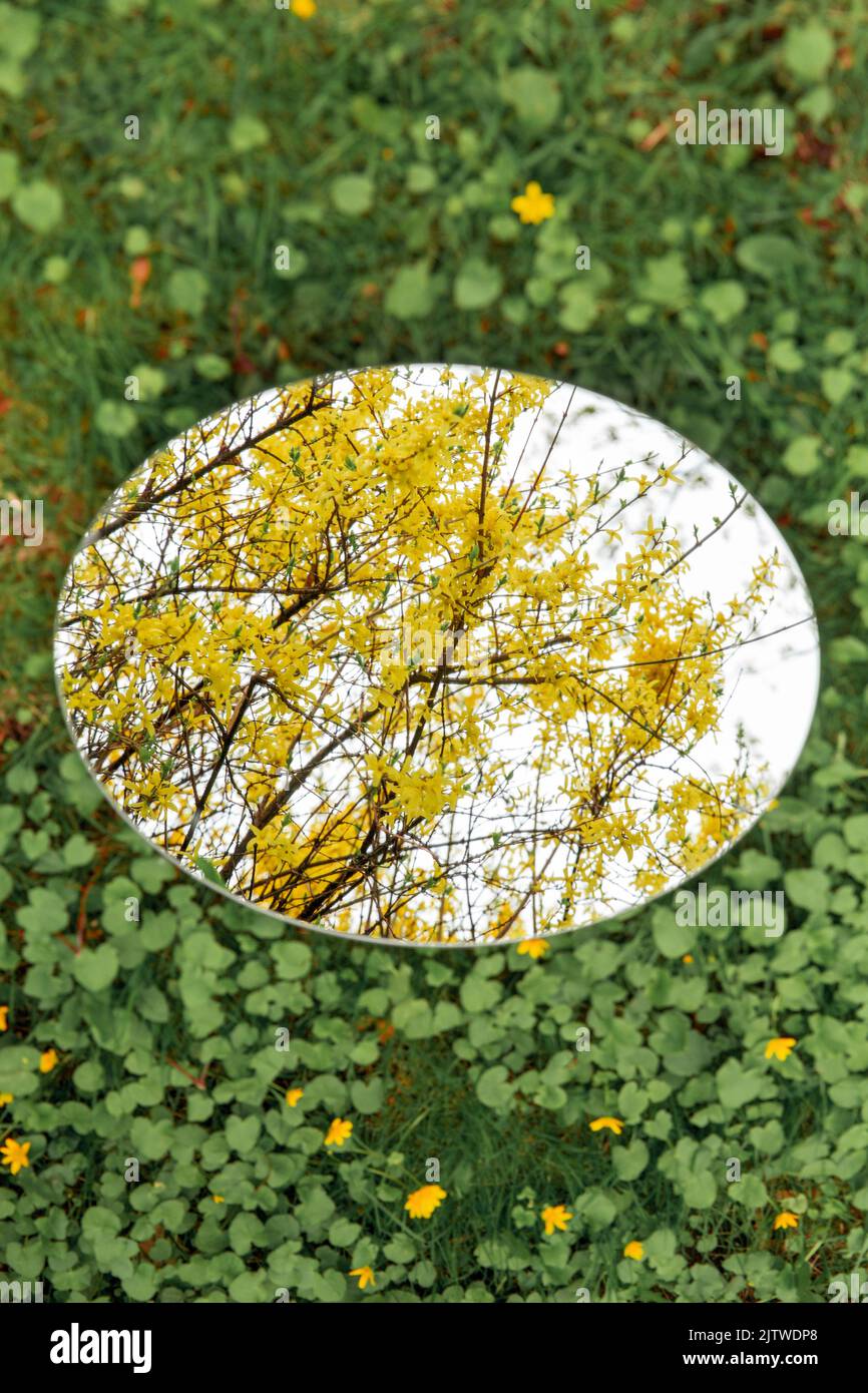 forsythia bush reflection in round mirror Stock Photo - Alamy
