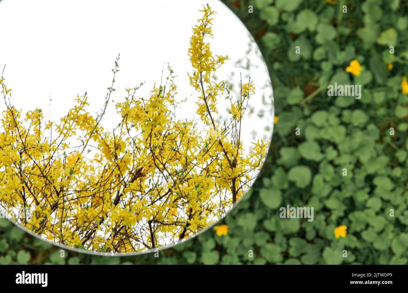 forsythia bush reflection in round mirror Stock Photo - Alamy