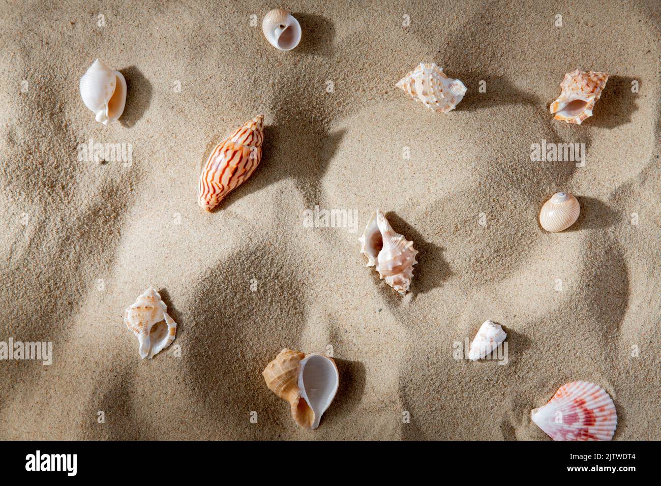 different sea shells on beach sand Stock Photo - Alamy