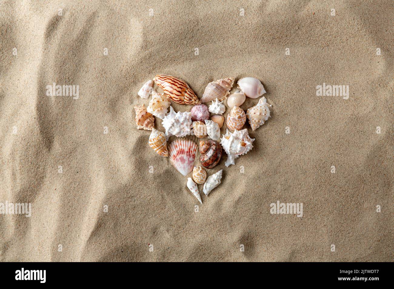 different sea shells on beach sand Stock Photo - Alamy