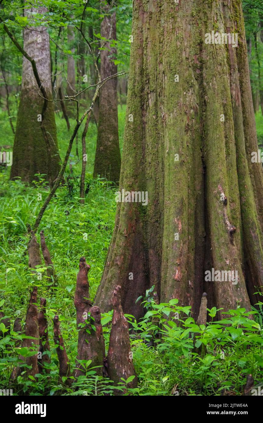Congaree National Park in South Carolina is the largest contiguous area ...