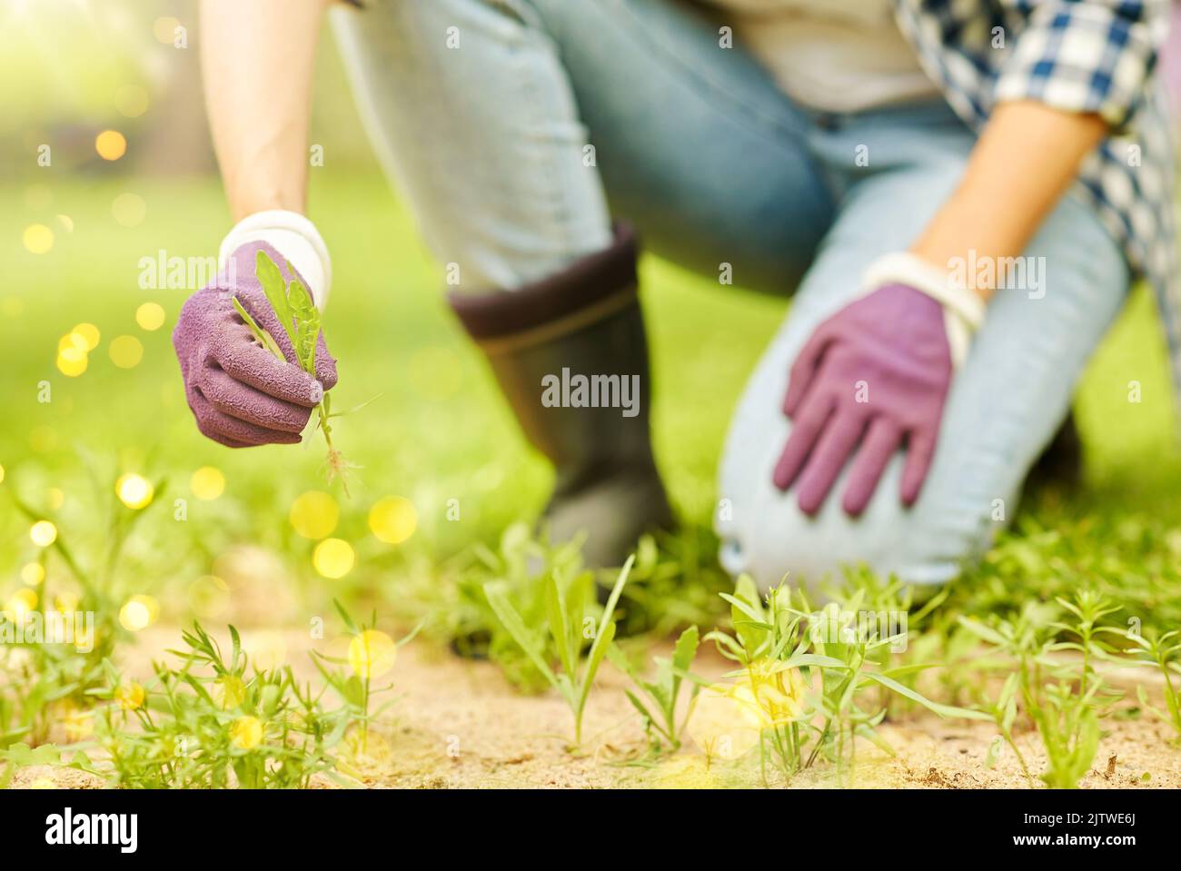 woman weeding flowerbed at summer garden Stock Photo - Alamy