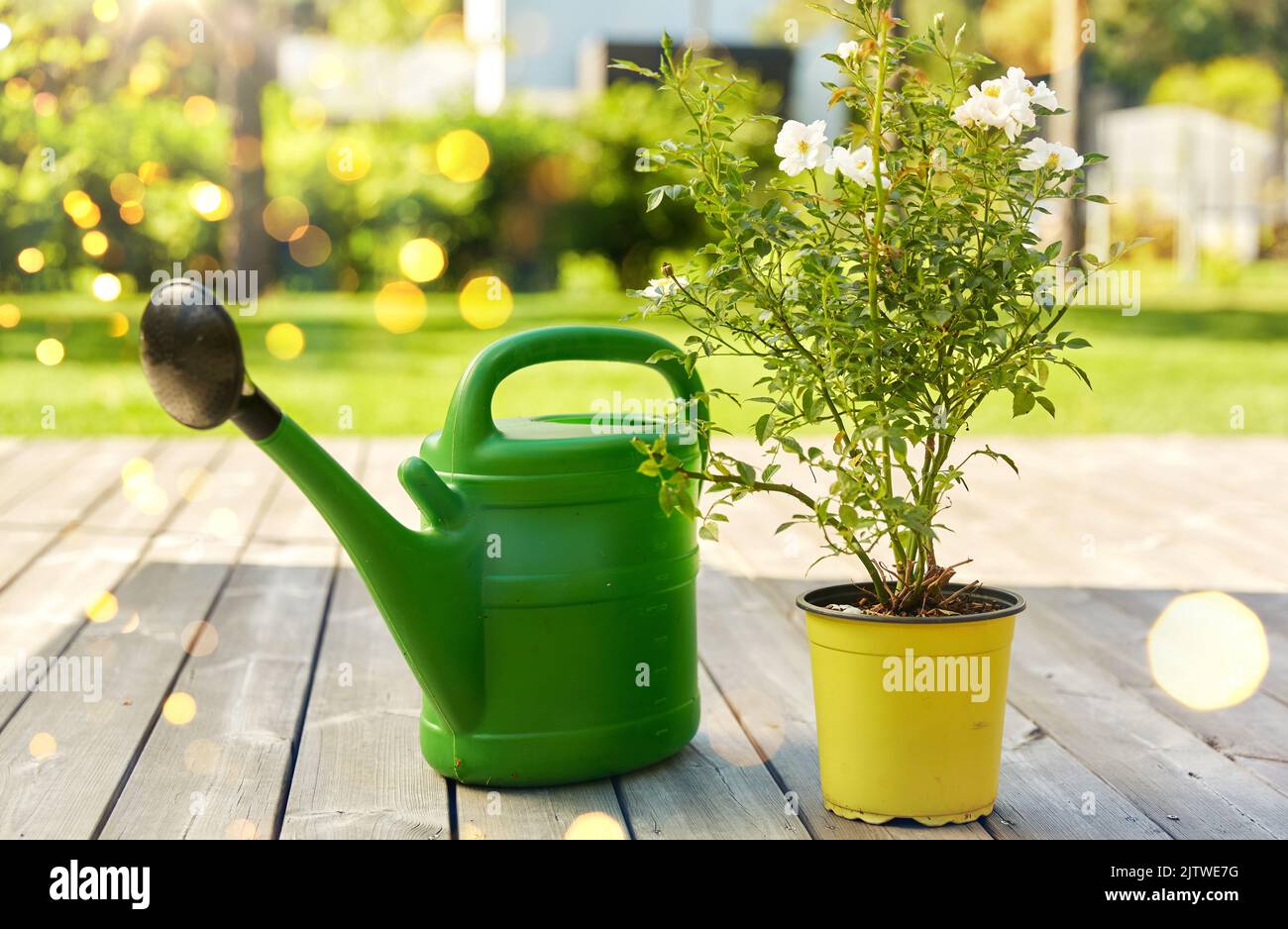 Rose seedling hi-res stock photography and images - Alamy