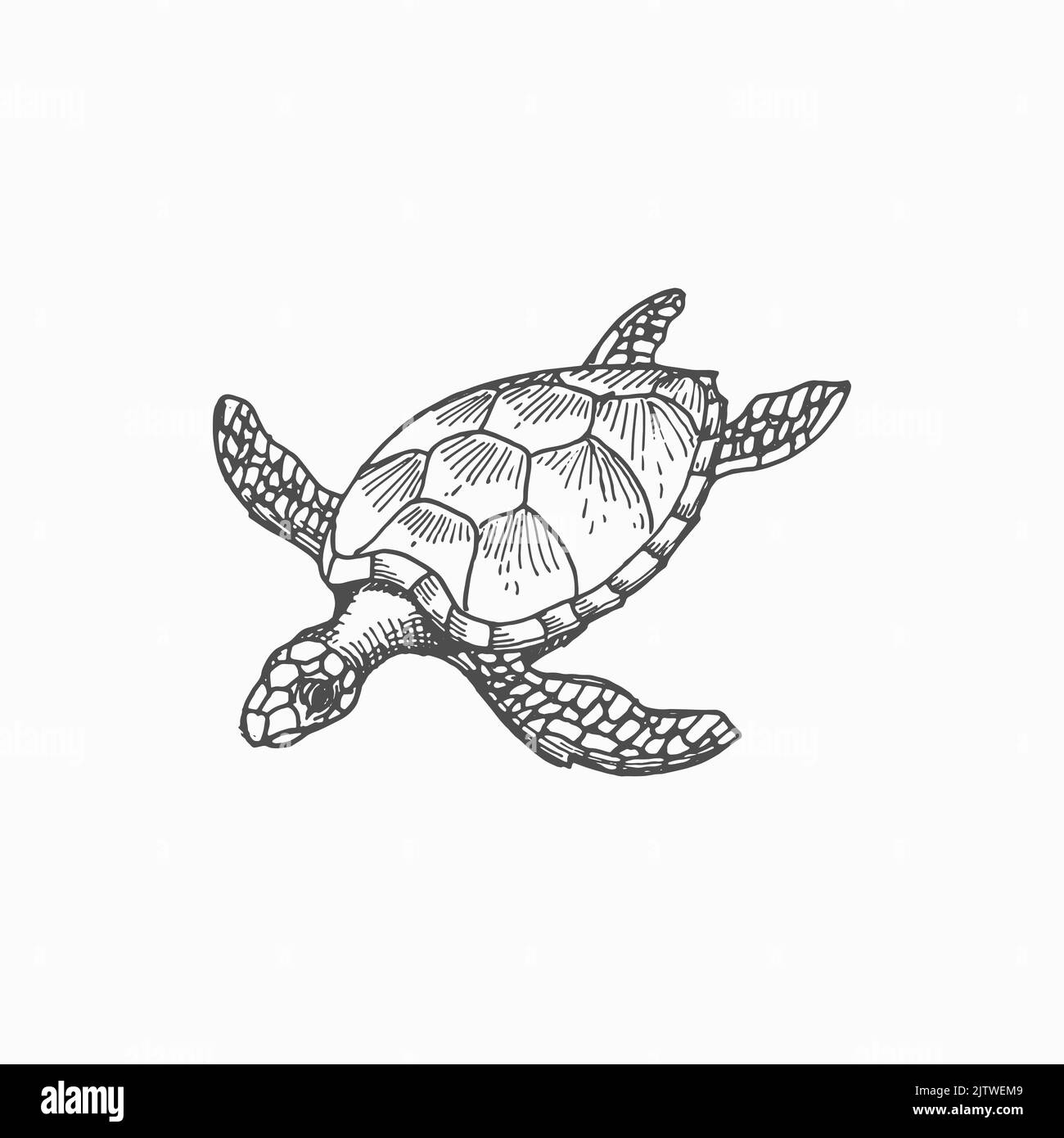 Loggerhead sea turtle isolated marine animal monochrome sketch icon ...
