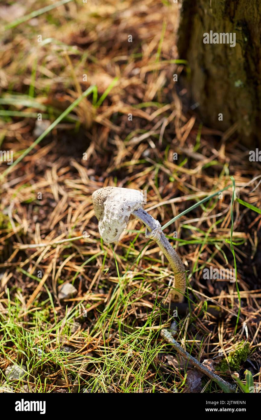 mushroom growing under tree in autumn forest Stock Photo - Alamy