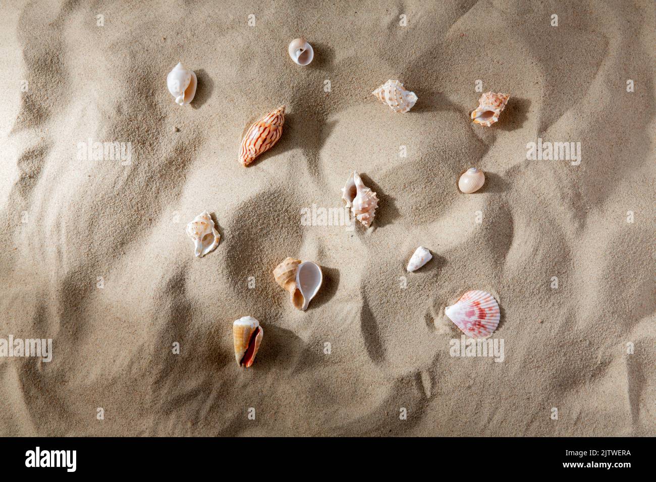 different sea shells on beach sand Stock Photo - Alamy