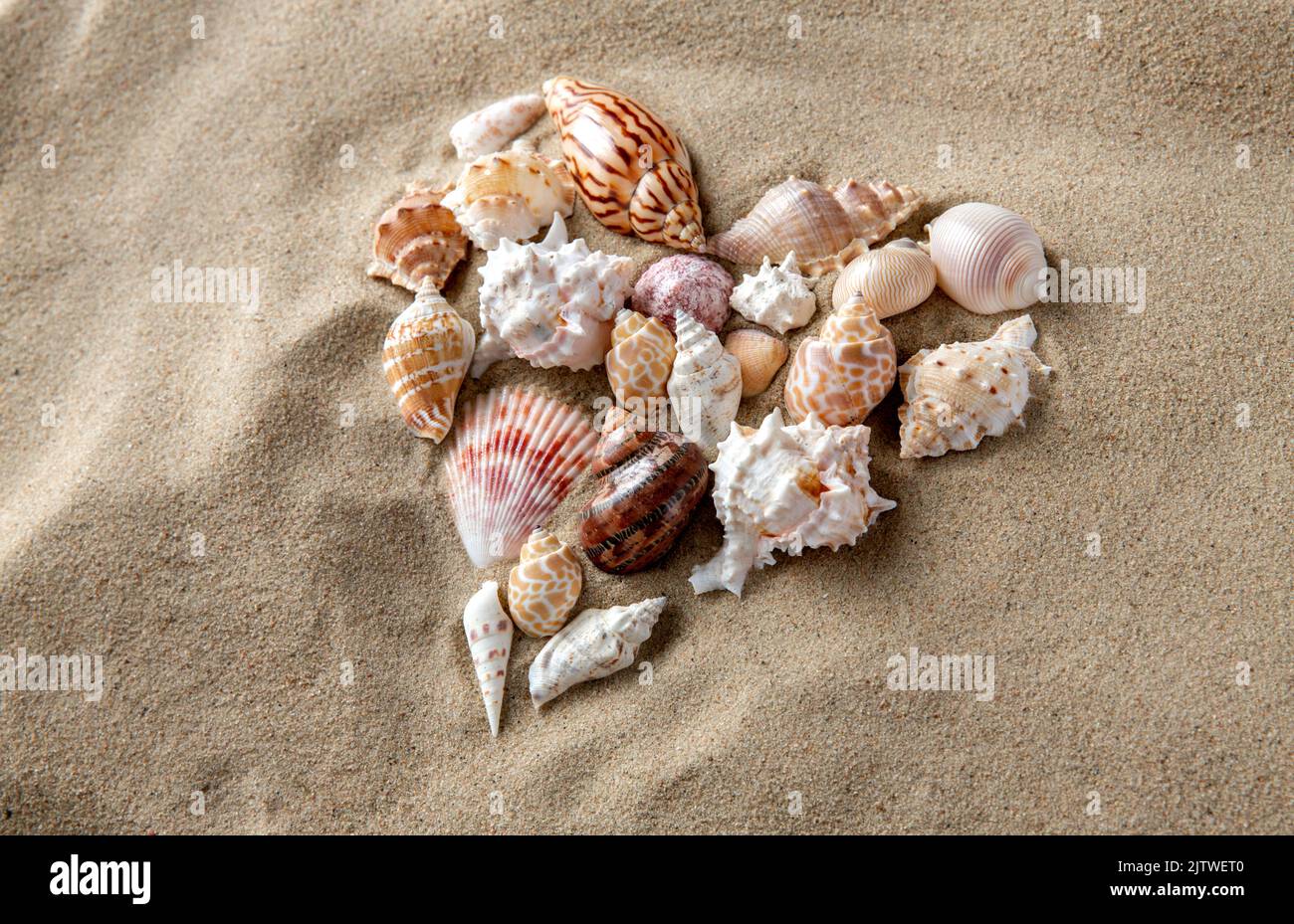 Different bivalve hi-res stock photography and images - Alamy