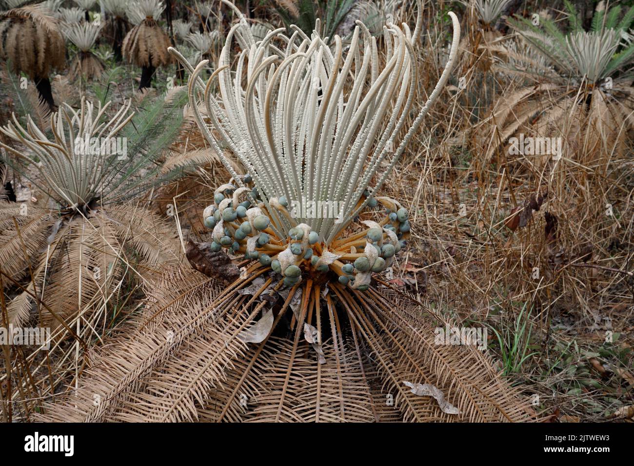 Cycads growing in Litchfield National Park close up view with seeds ...