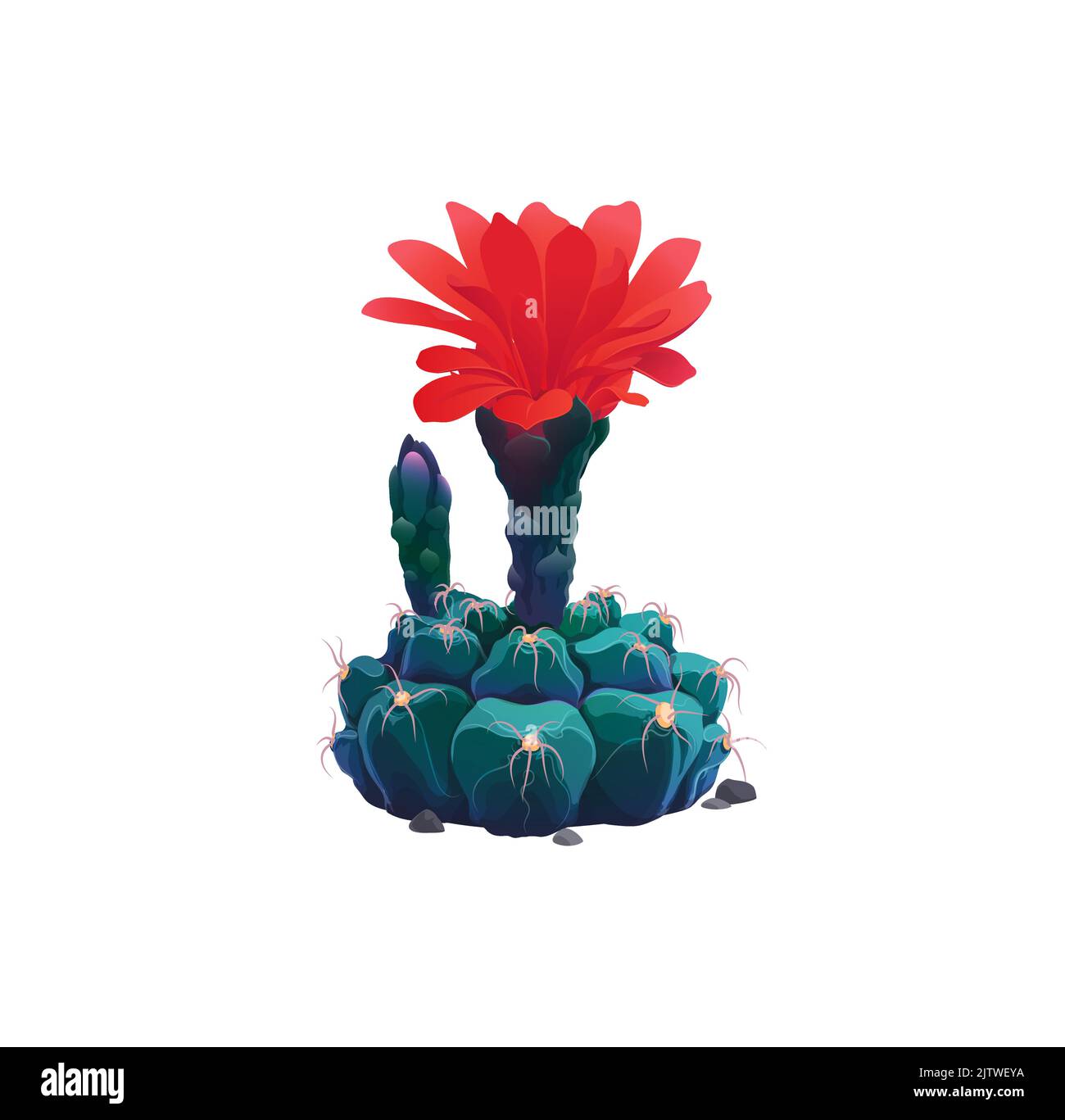 Indian fig flower illustration hi-res stock photography and images - Alamy