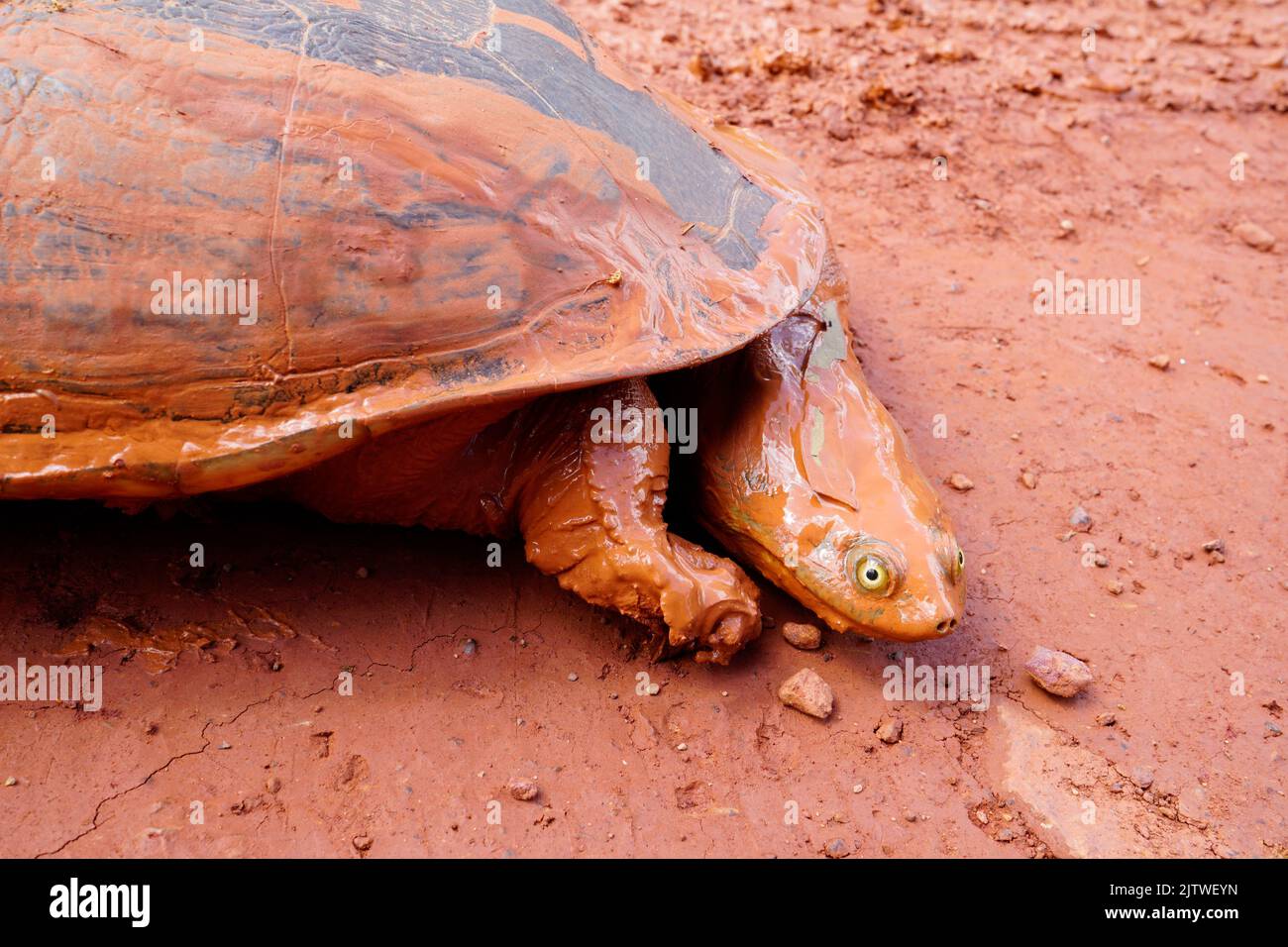 eastern long-necked turtle on a muddy dirt road Cape York Australia ...