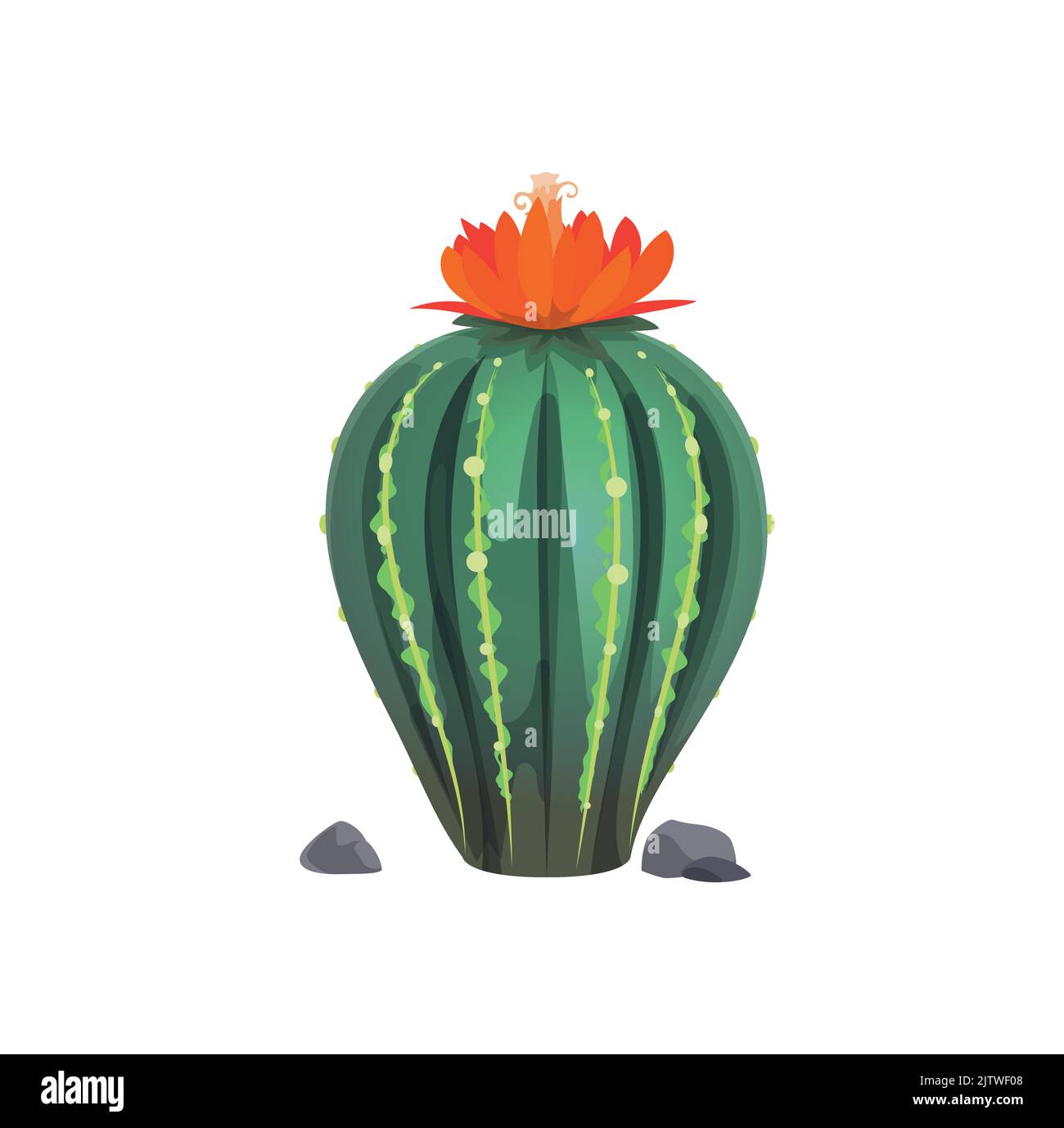 Green mexican desert cactus with red flower and stone rocks isolated ...