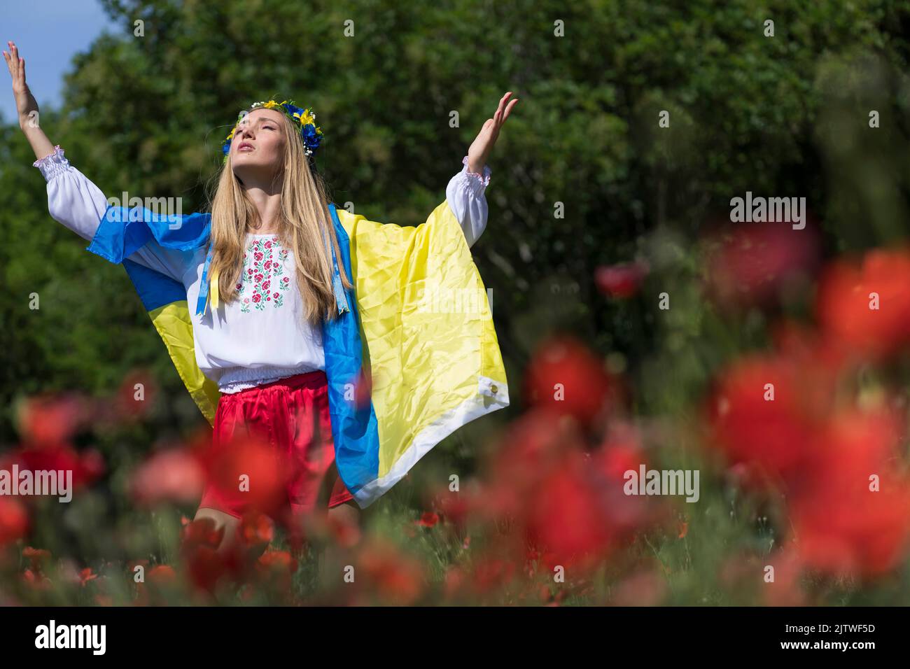 A young blonde Ukrainian woman stands in a field of Red Poppy flowers ...