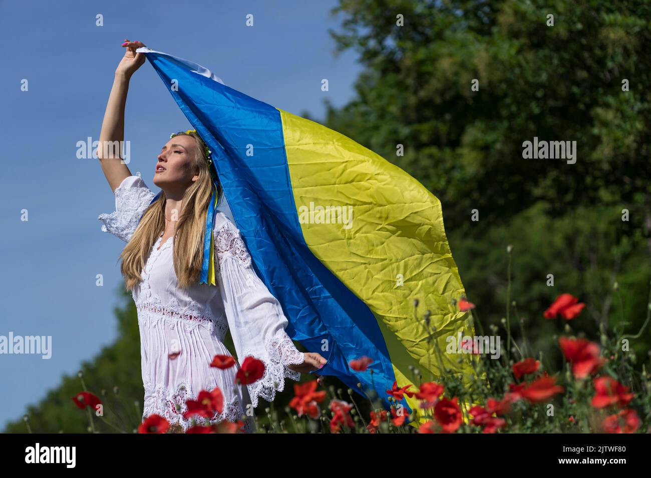 A young blonde Ukrainian woman stands in a field of Red Poppy flowers ...