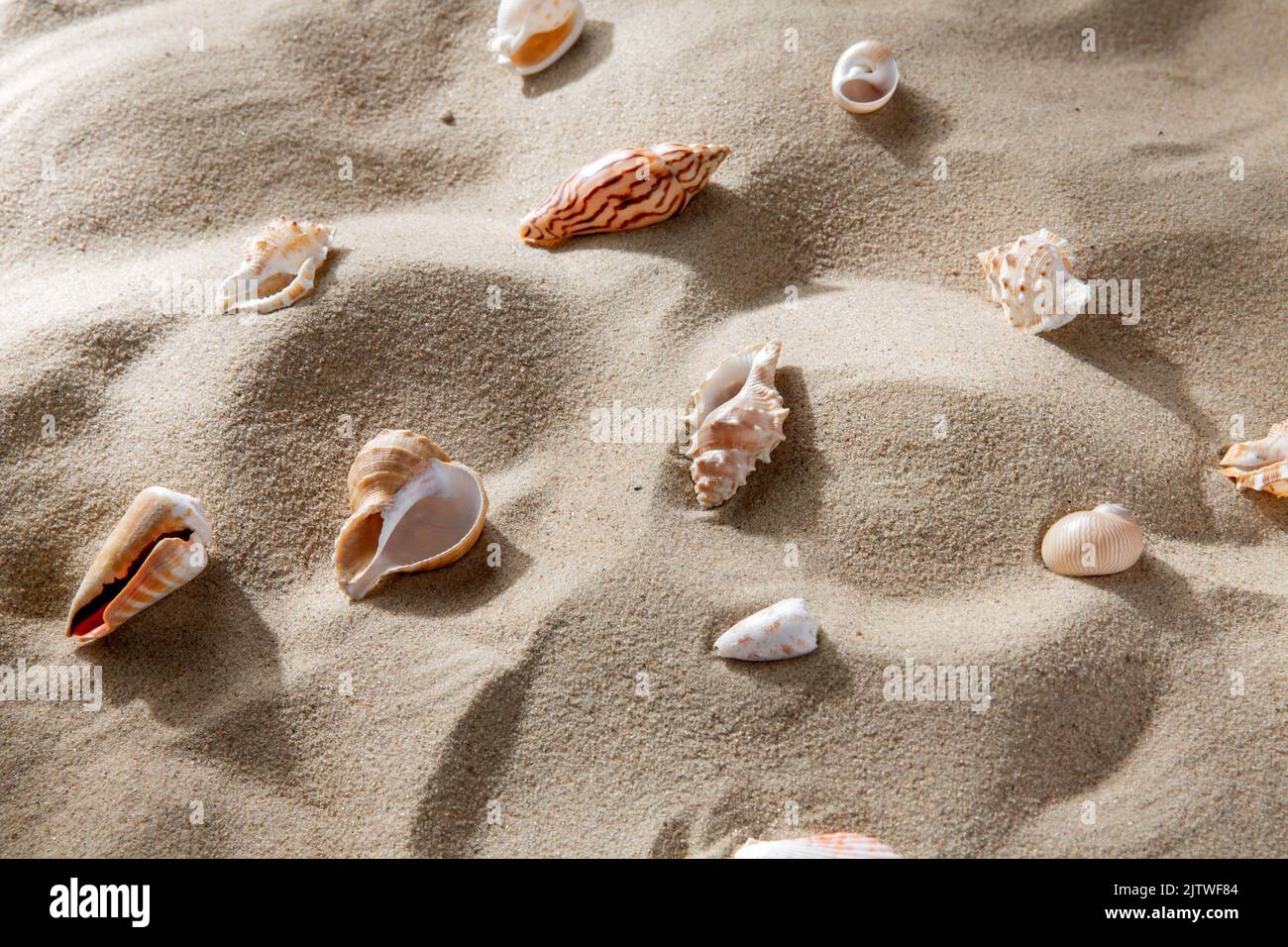 different sea shells on beach sand Stock Photo - Alamy