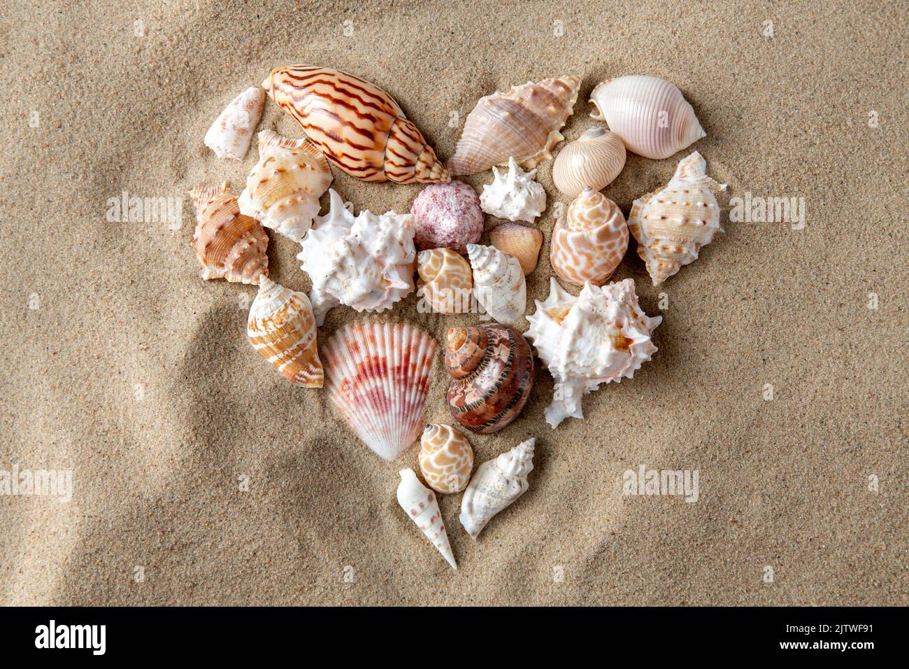 different sea shells on beach sand Stock Photo - Alamy