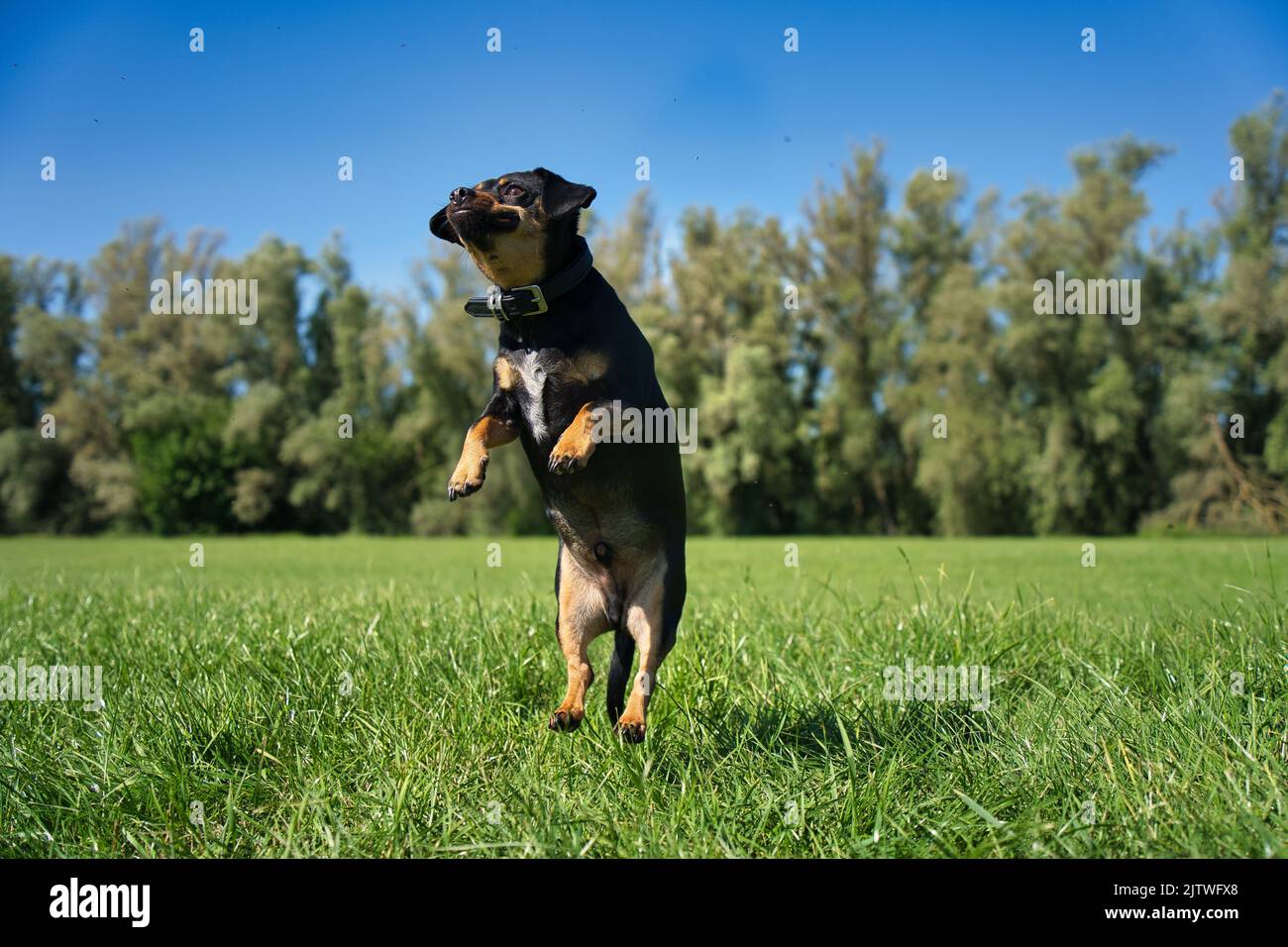 A beautiful small blue heeler dog jumping in a green park during a ...